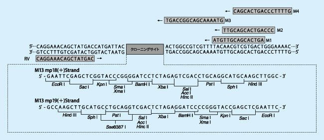 M13 Primer｜タカラバイオ株式会社