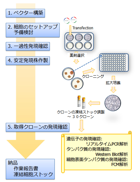 安定発現細胞株作製・哺乳動物細胞実験｜タカラバイオ株式会社